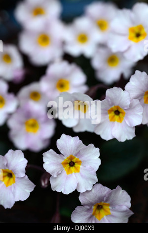 primula guinevere pale pastel color colour flower flowering bloom ...