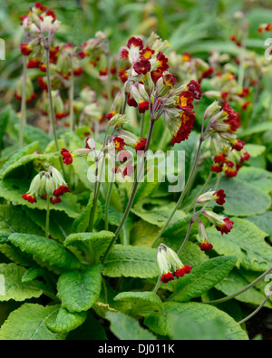Primula veris Sunset Shades,primulas,cowslip,cowslips,red,yellow,flower ...
