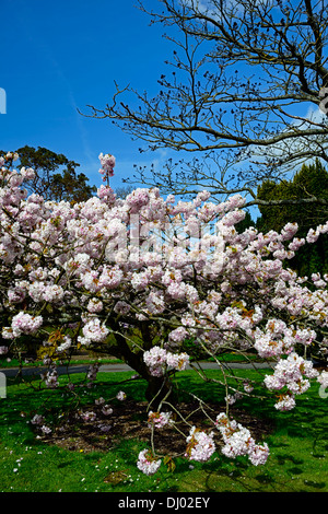 Sakura flowers blossoming in spring. Cherry tree in pink blossom on ...