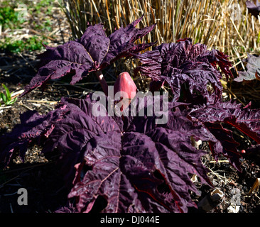 rheum palmatum atropurpureum spring closeup selective focus perennials ...