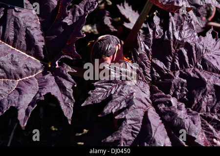 rheum palmatum atropurpureum spring closeup selective focus perennials ...