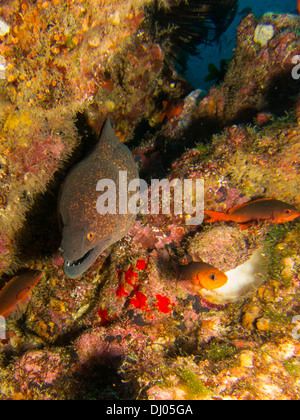 Costa Rica, Cocos Island. Eel, Gymnothorax woodwardi Stock Photo - Alamy