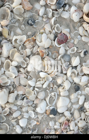 View of a Conch shell washed up on the shore, Isla Iguana, one of the ...