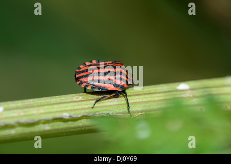 Striped shield bug (graphosoma lineatum italicum) close-up Stock Photo ...