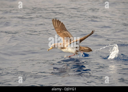 Cory's shearwater Calonectris diomedea taking off from the sea Azores ...