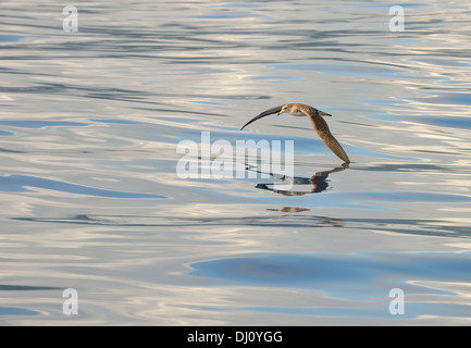 Cory's Shearwater (Calonectris diomedea) lin flight over the sea, The ...