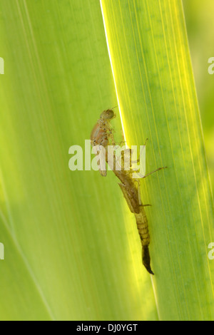 Large Red Damselfly Emerging from a Larva Stock Photo - Alamy