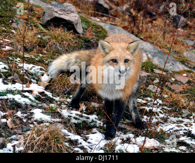Wild red fox in Northern Ontario, Canada Stock Photo - Alamy