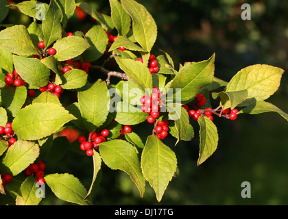 Female winterberry holly (Ilex verticillata) flowers in spring in ...