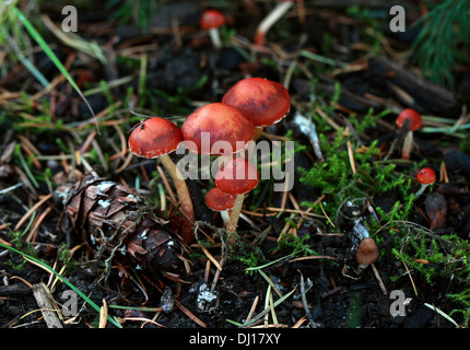 Redlead Roundhead Mushroom, Leratiomyces ceres, (Psilocybe Stock Photo ...
