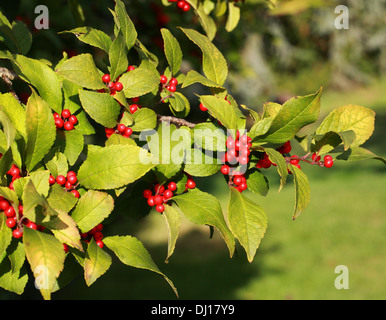 Female winterberry holly (Ilex verticillata) flowers in spring in ...