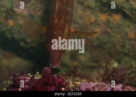 Corkwing wrasse (Crenilabrus melops) feeding underwater; Cornwall Stock ...