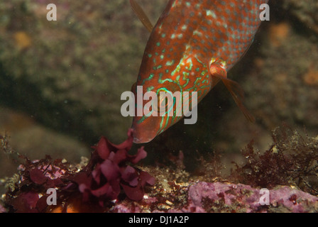 Corkwing wrasse (Crenilabrus melops) feeding underwater; Cornwall Stock ...