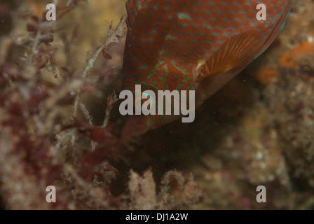 Corkwing wrasse (Crenilabrus melops) feeding underwater; Cornwall Stock ...