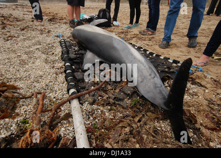 Cetacean stranding, Common dolphin (Delphinus), wounds along its body ...