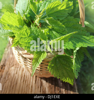 basket of fresh nettles Stock Photo - Alamy