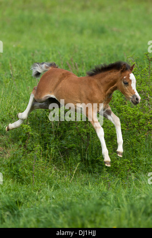 Welsh Cob Section D Foal galloping pasture Stock Photo - Alamy
