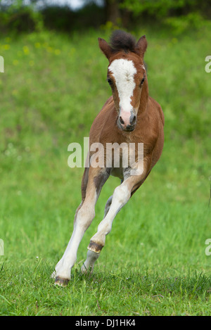Welsh Cob Section D Foal galloping pasture Stock Photo - Alamy