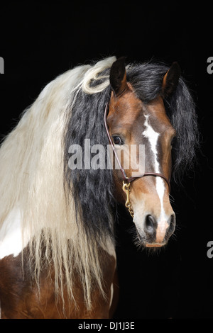 Baroque Pinto Portrait Stock Photo - Alamy