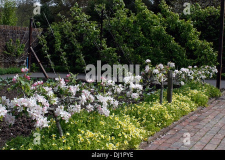 Step over apple tree Stock Photo - Alamy