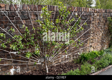 PEACH AVALON PRIDE GROWING ON A FAN TRAINED TREE Stock Photo - Alamy