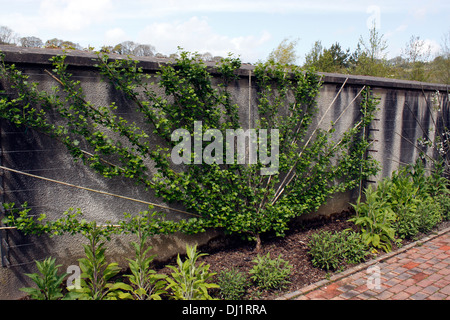FAN TRAINED FRUIT TREES AT RHS ROSEMOOR GARDEN DEVON NEAREST CAMERA ...