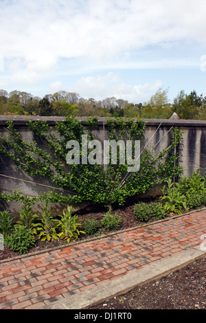 FAN TRAINED FRUIT TREES AT RHS ROSEMOOR GARDEN DEVON NEAREST CAMERA ...