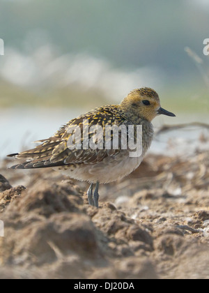 Wintering Pacific Golden Plover (Pluvialis fulva) at Lady Elliot Island ...