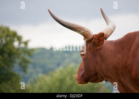 Nose and mouth of a bison/buffalo Stock Photo - Alamy