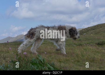 Romanian Mioritic Shepherd Dog seen at Vistea camp Stock Photo - Alamy