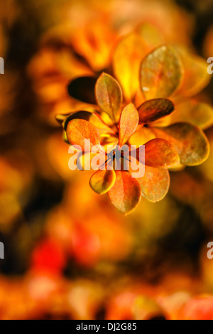 Autumn leaves. Autumnal image of fading flora against a brightly lit ...
