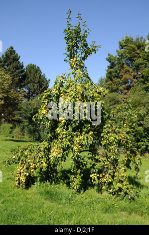 Asian pear tree blossoms (Pyrus pyrifolia Stock Photo - Alamy