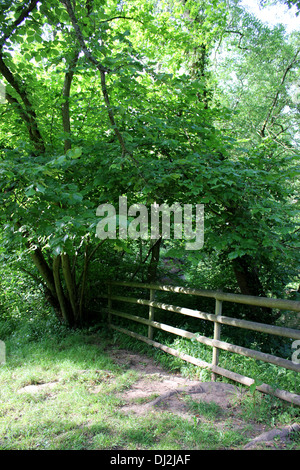 The walk alongside the brook at the Knapp & Papermill Nature Reserve ...