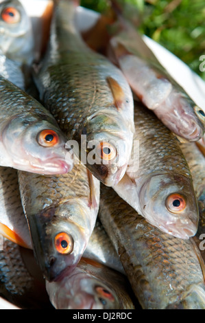 Freshly caught fish roach (Rutilus rutilus) which is the object of ...