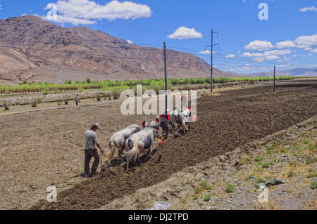 China Tibet Agriculture Livestock Animals Tibetan nomad woman milking a ...