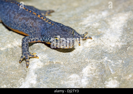 Wild Alpine Newt, Ichthyosaura alpestris, formerly Triturus alpestris ...