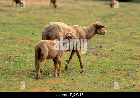 Rotkopfschaf, Red-headed sheep Stock Photo - Alamy