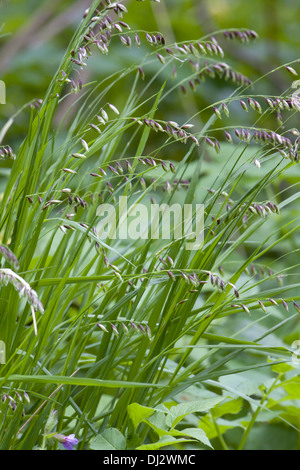 Nodding Melic, Melica nutans Stock Photo - Alamy