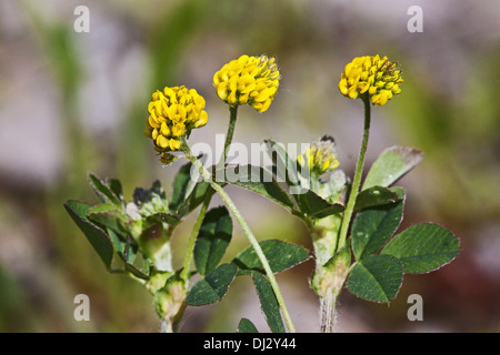 Lesser hop trefoil (Trifolium dubium Stock Photo - Alamy