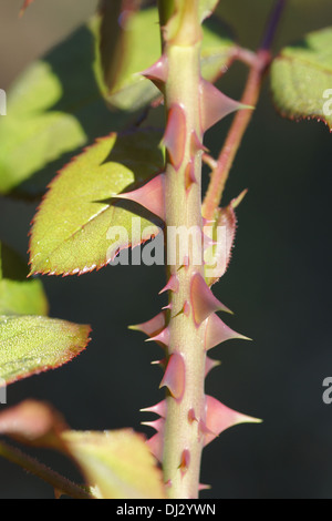 Rosa, Edelrose, rose, Stacheln Stock Photo - Alamy