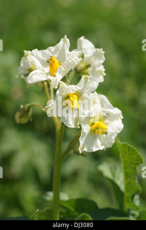 Flowers of the potato plant Stock Photo - Alamy