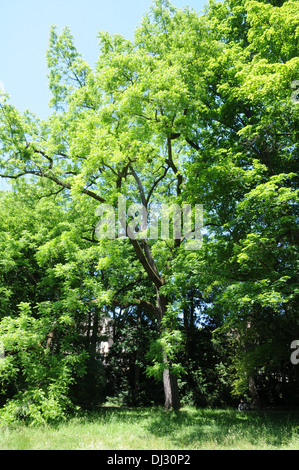 Walnuss, Walnuß, Wal-Nuss, Wal-Nuß, Juglans regia, Walnut, Noyer commun ...
