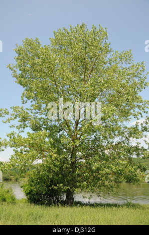 Populus x canadensis, Hybridpappel, poplar Stock Photo - Alamy