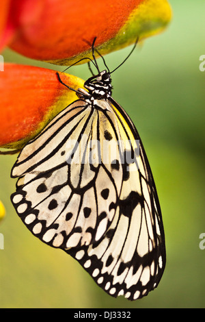 Rice paper butterflies (Idea leuconoe) mating. This species is also ...