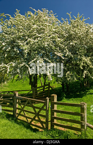 A hawthorn hedge in Spring blossom forms a significant field boundary ...