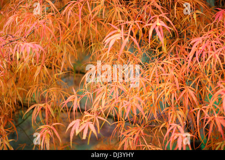 Acer palmatum 'Koto-no-ito'. Japanese maple 'Koto-no-ito' Stock Photo ...