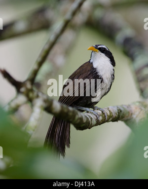 Indian scimitar babbler (Pomatorhinus horsfieldii) at mount abu ...