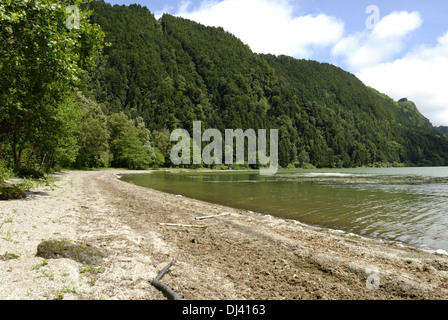 shore of crater lake Lagoa das Furnas with tree in the water, caldeira ...