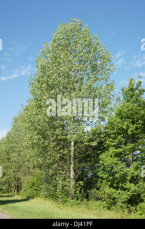 Poplar trees / Pappel Bäume Stock Photo - Alamy