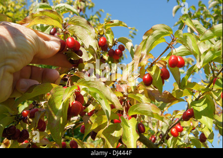 Kornelkirsche at tree Stock Photo - Alamy